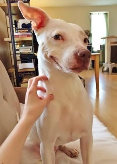 19 Smiling Pit Bulls Who Are Really, Really, Really Happy