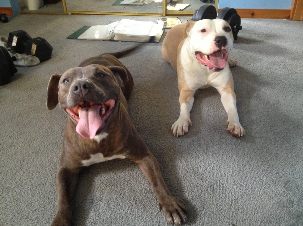 19 Smiling Pit Bulls Who Are Really, Really, Really Happy