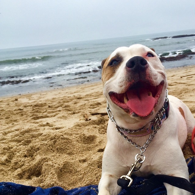 19 Smiling Pit Bulls Who Are Really, Really, Really Happy