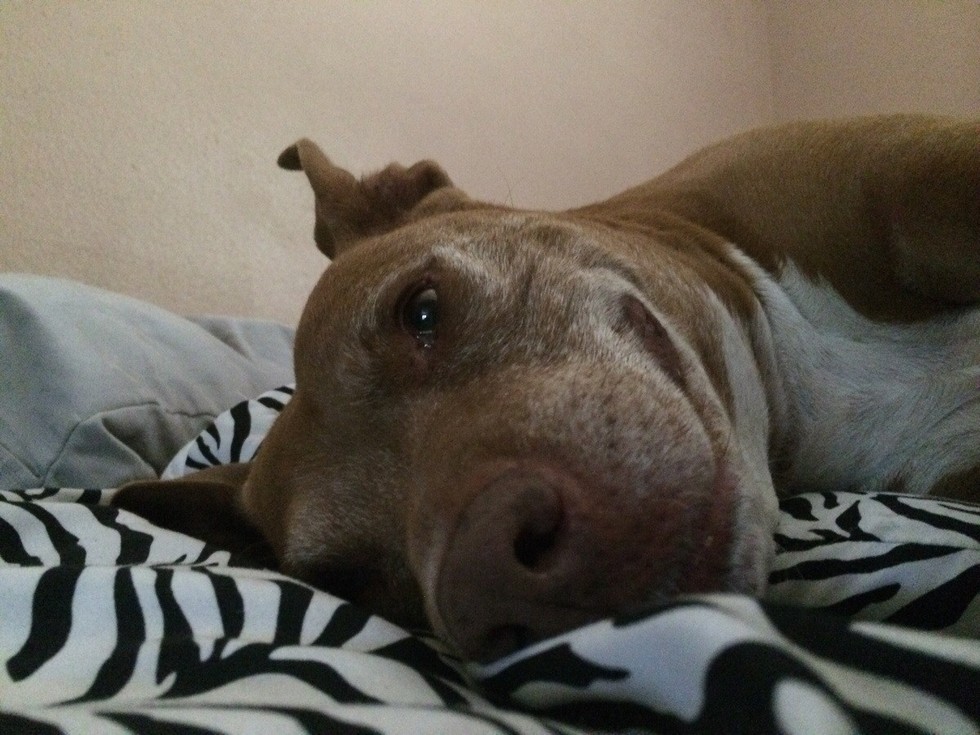 19 Smiling Pit Bulls Who Are Really, Really, Really Happy