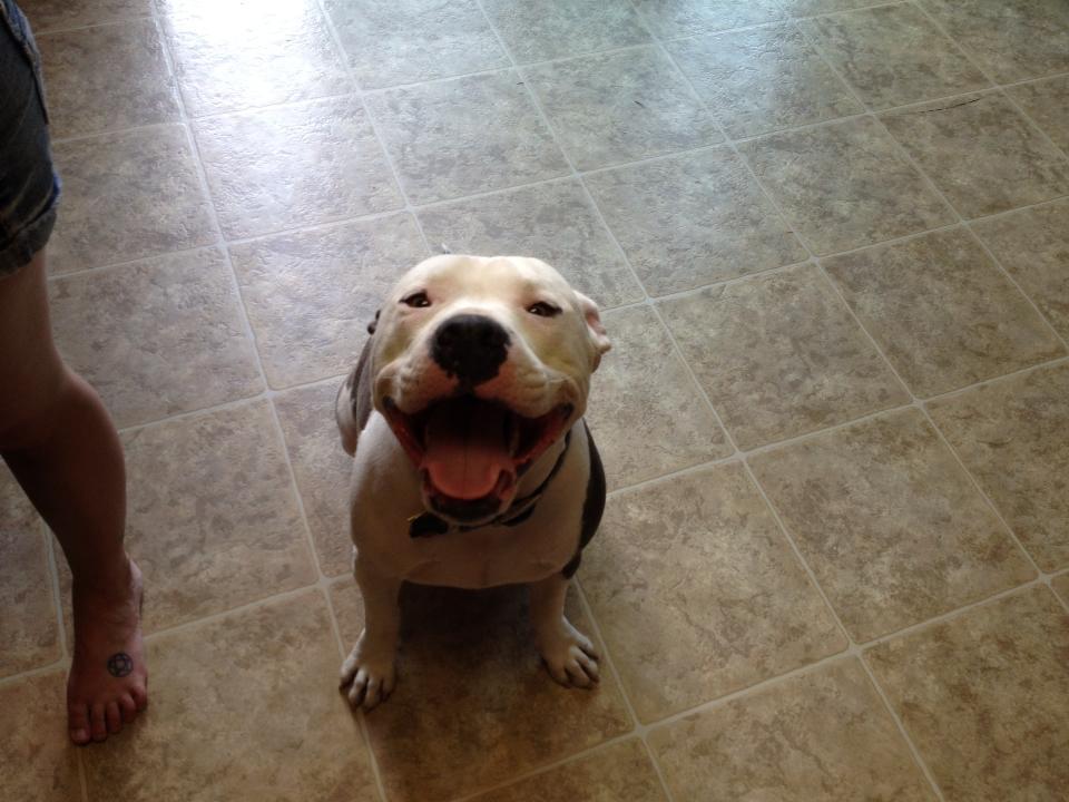 19 Smiling Pit Bulls Who Are Really, Really, Really Happy