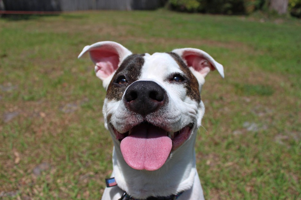 19 Smiling Pit Bulls Who Are Really, Really, Really Happy