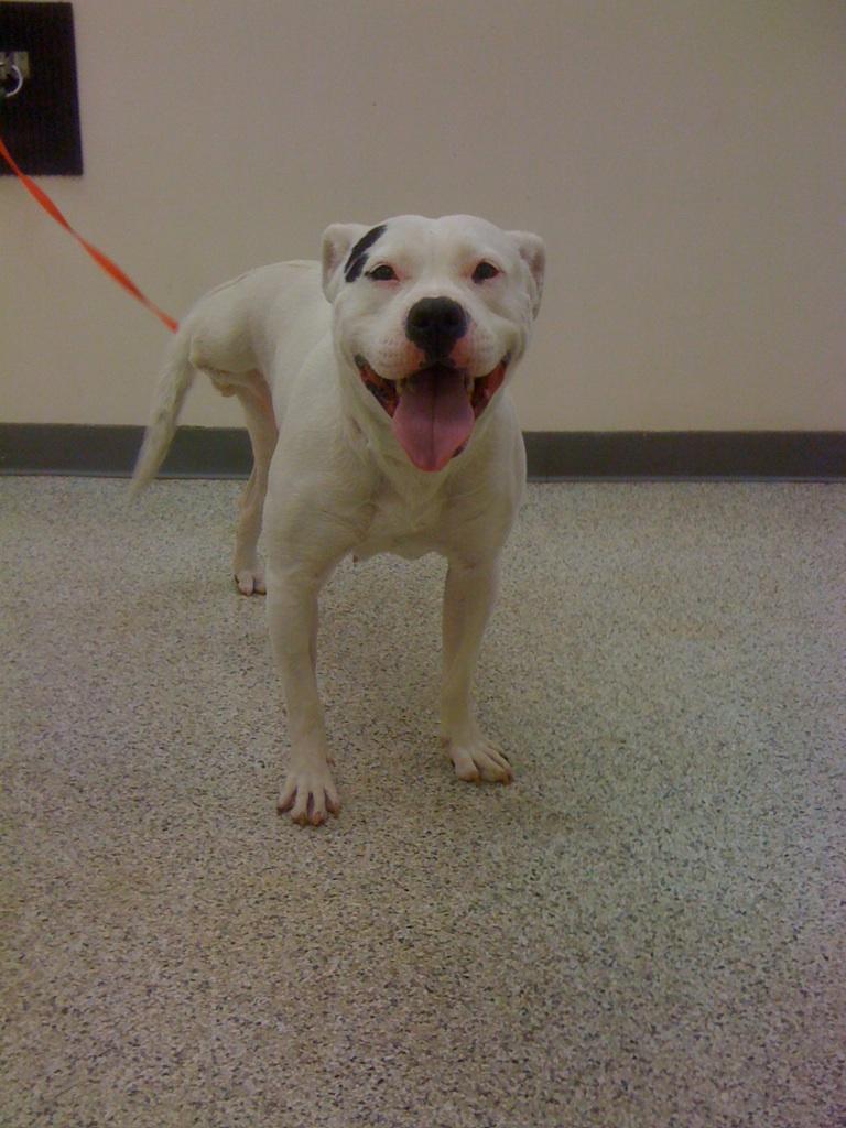 19 Smiling Pit Bulls Who Are Really, Really, Really Happy