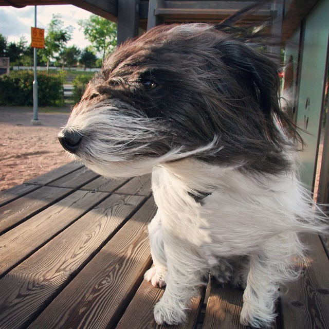 13 Dogs Who Have A Serious Case Of Wind-Face
