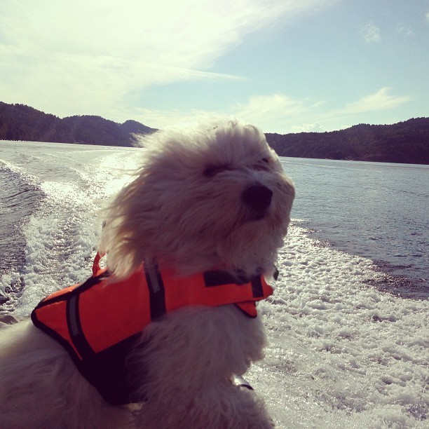 13 Dogs Who Have A Serious Case Of Wind-Face