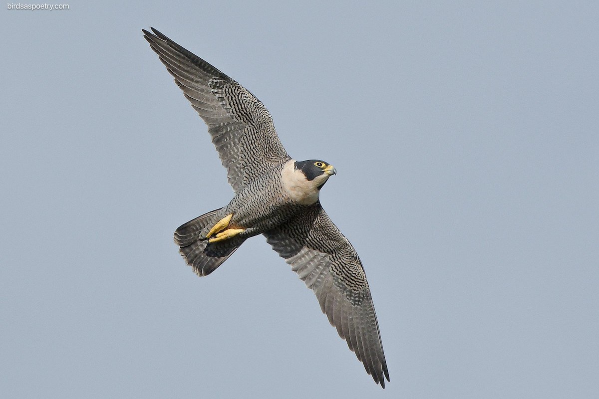 Greenland’s peregrine falcons are a story of resilience in a changing ...