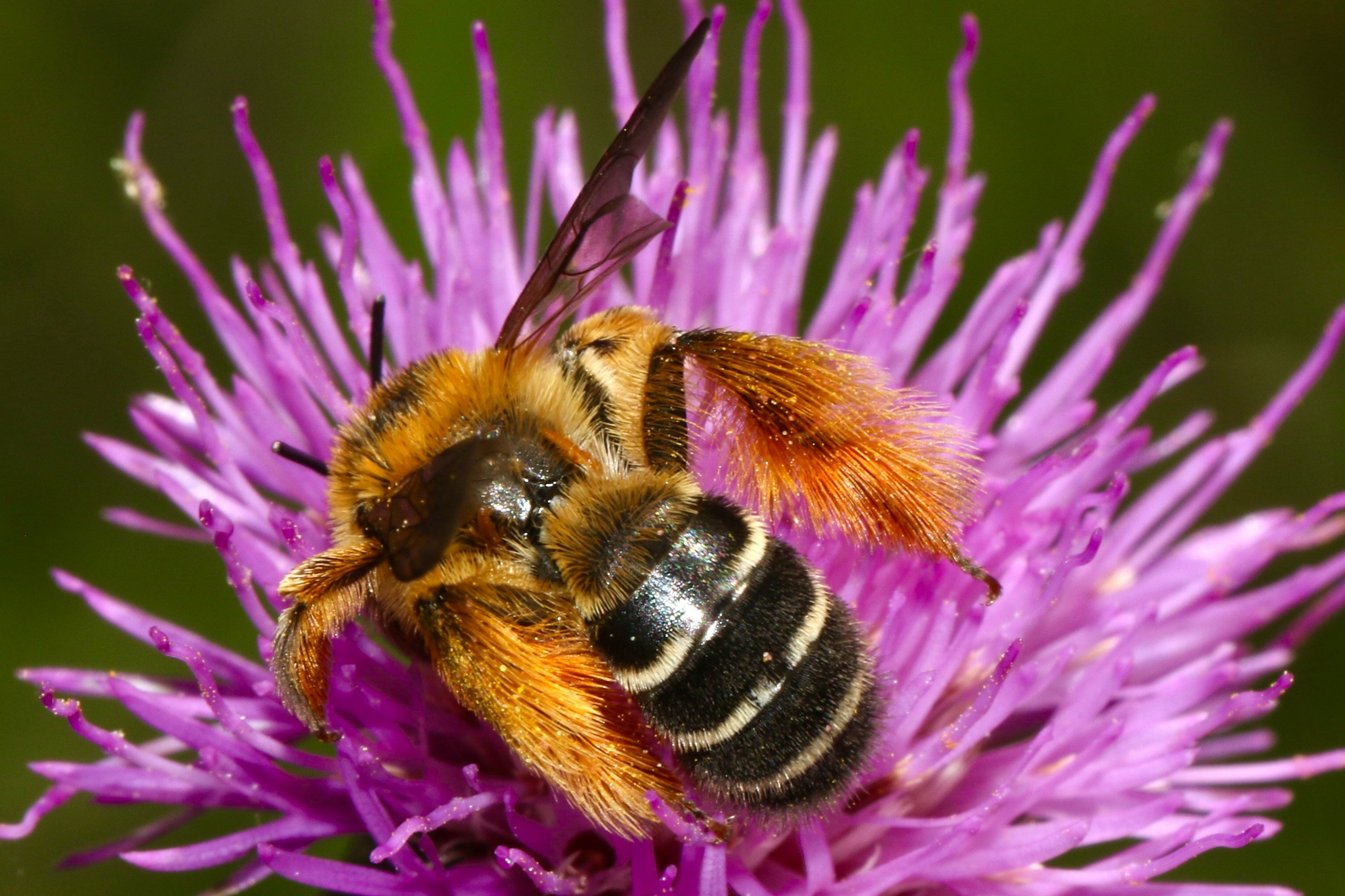 UK government advances bee pesticide ban, but exemptions remain in ...