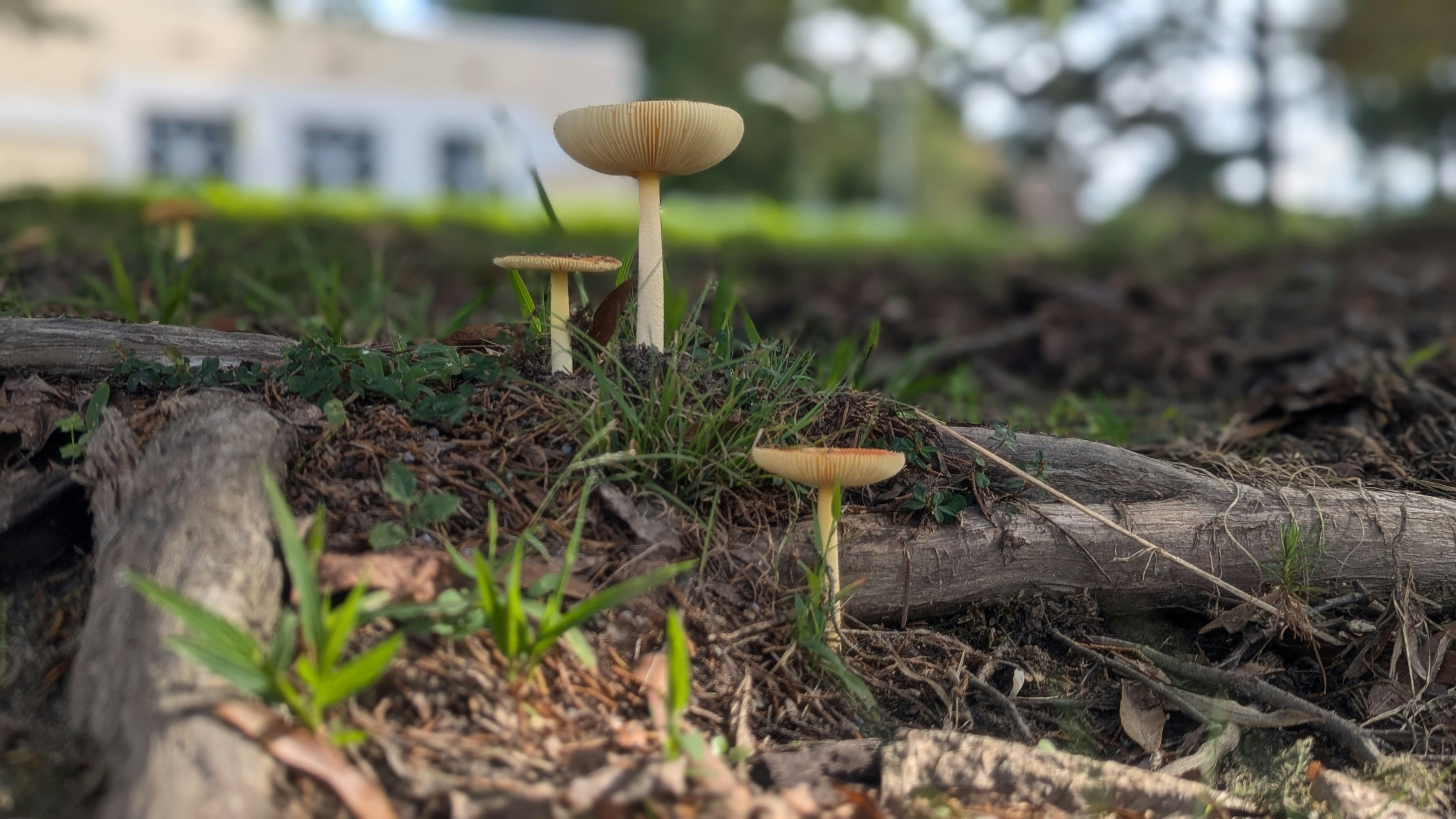Vancouver company uses mushroom roots to tackle global protein demand - EHN
