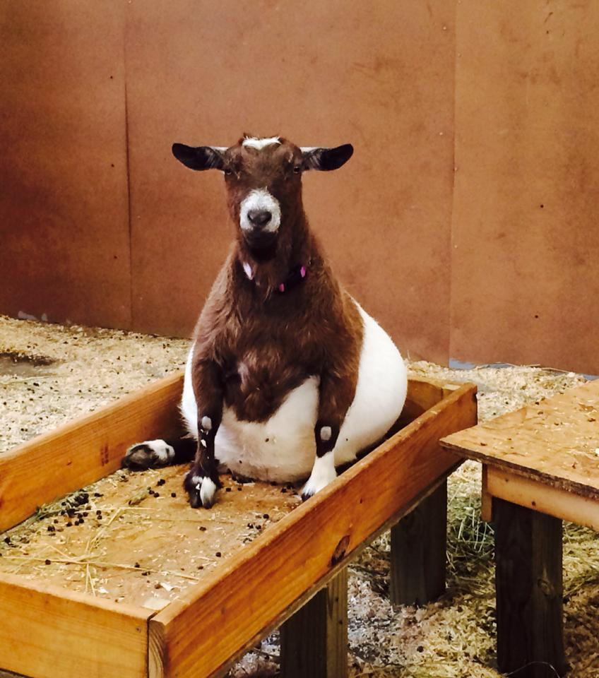 18 Goats You Can't Believe Even Exist