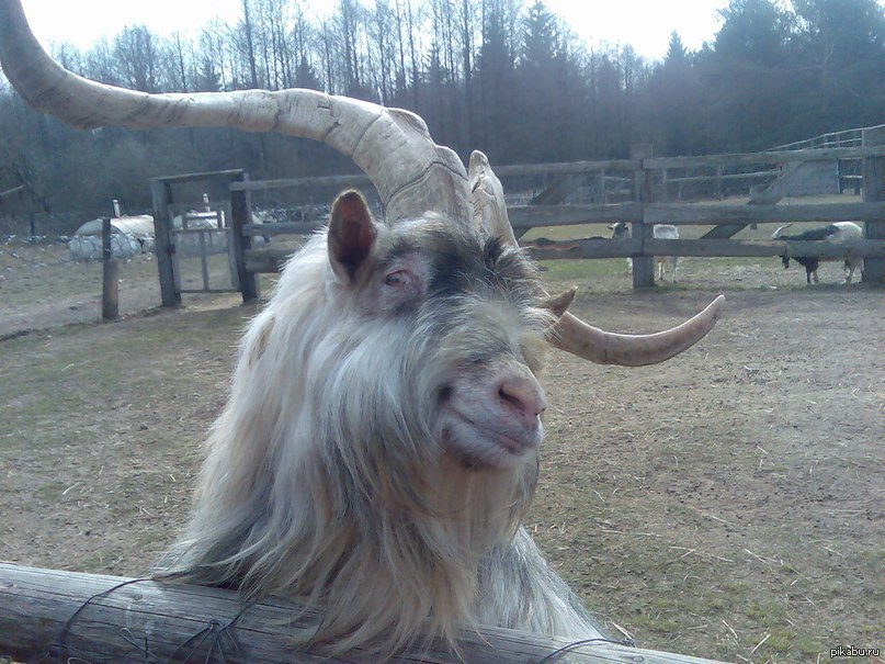 18 Goats You Can't Believe Even Exist