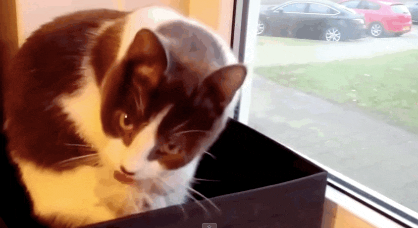 Funny Embarrassed Cat