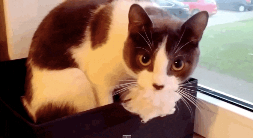 Funny Embarrassed Cat