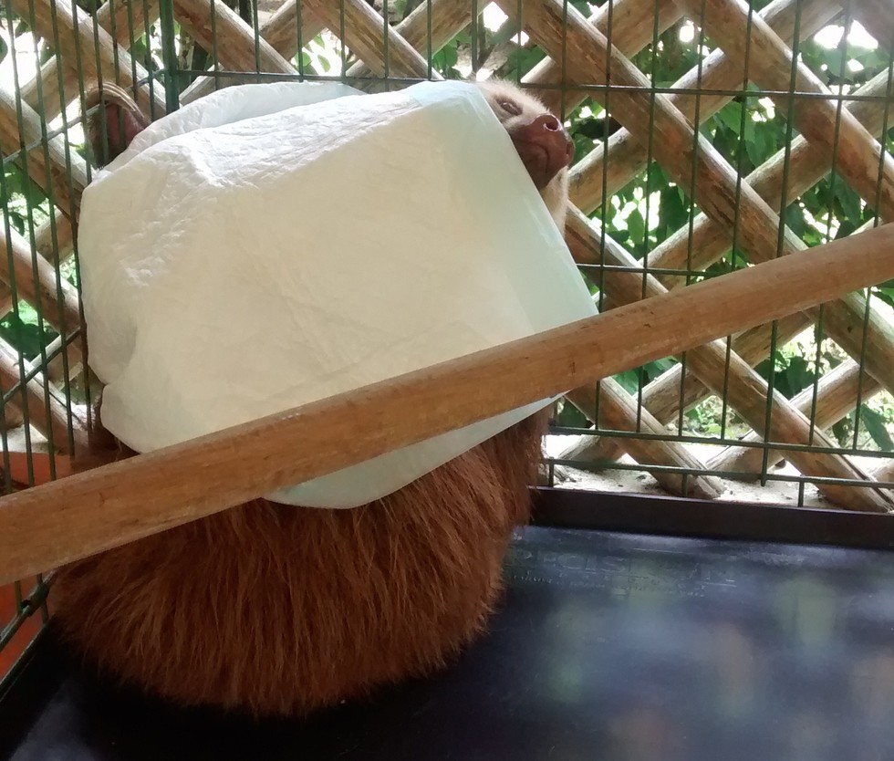 Famous Sloth Sanctuary Is A Nightmare For Animals, Ex-Workers Say