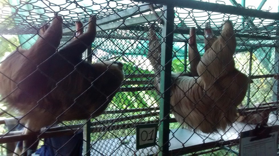 Famous Sloth Sanctuary Is A Nightmare For Animals, Ex-Workers Say