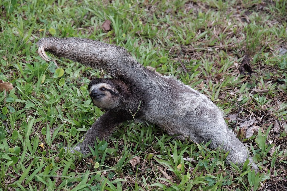 Tourists See Sloth Doing Yoga And Decide To Join In