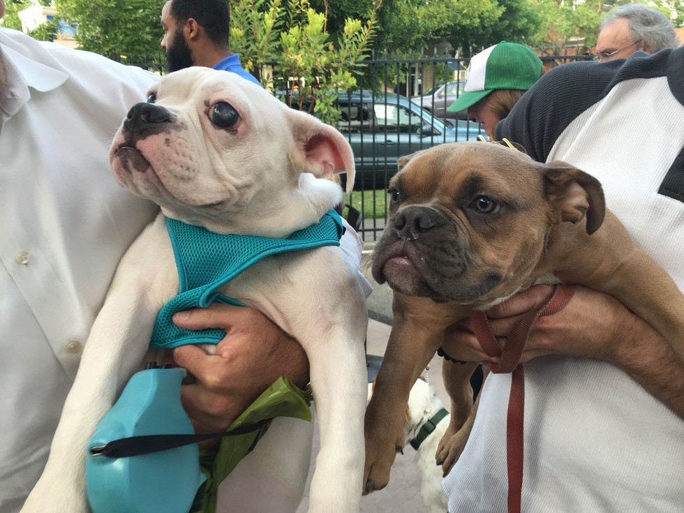 Blind Bulldog Dumped At Shelter Gets A Big Brother Just Like Him