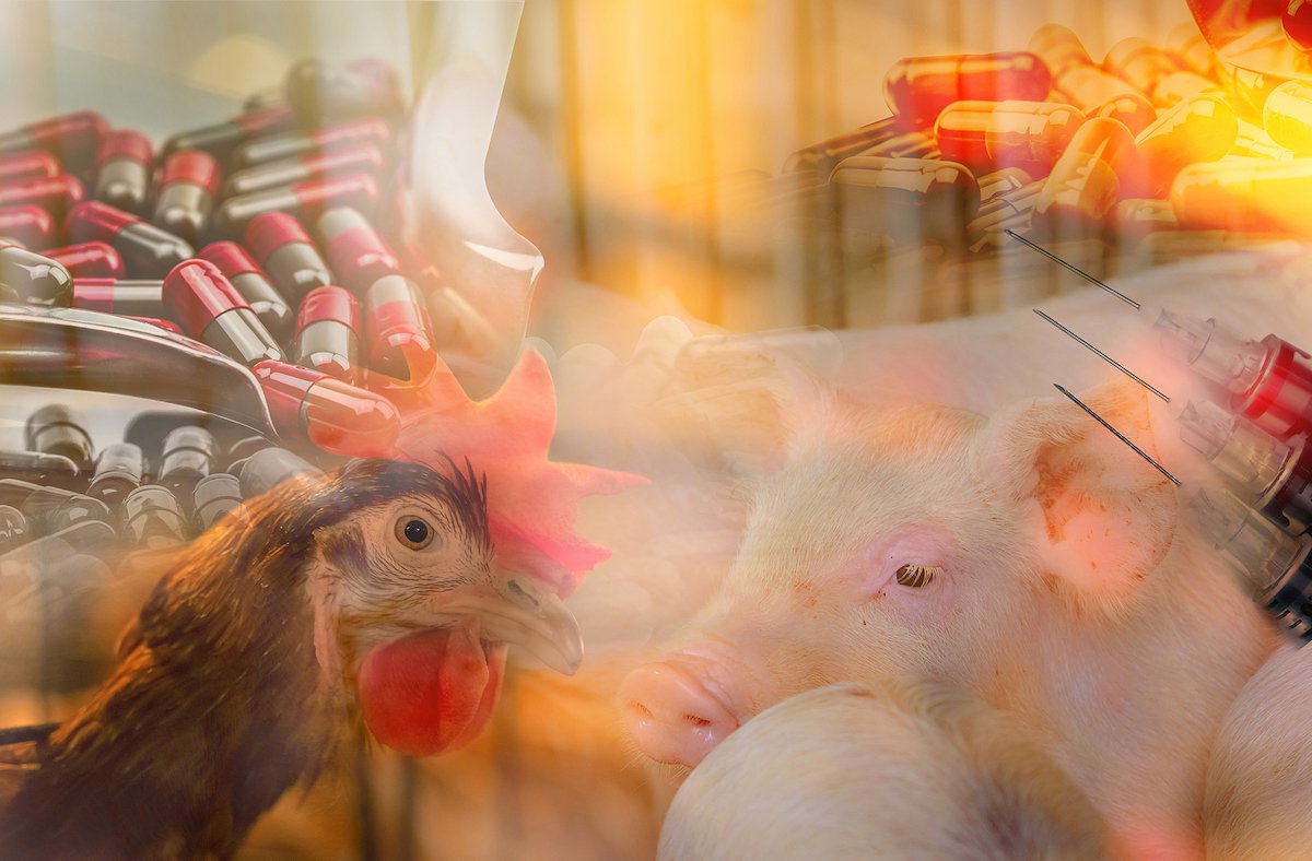 Big Pharma’s quiet stake in keeping meat on the menu - EHN