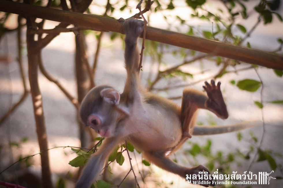 Baby Monkeys Who Lost Their Moms Take Comfort In Each Other