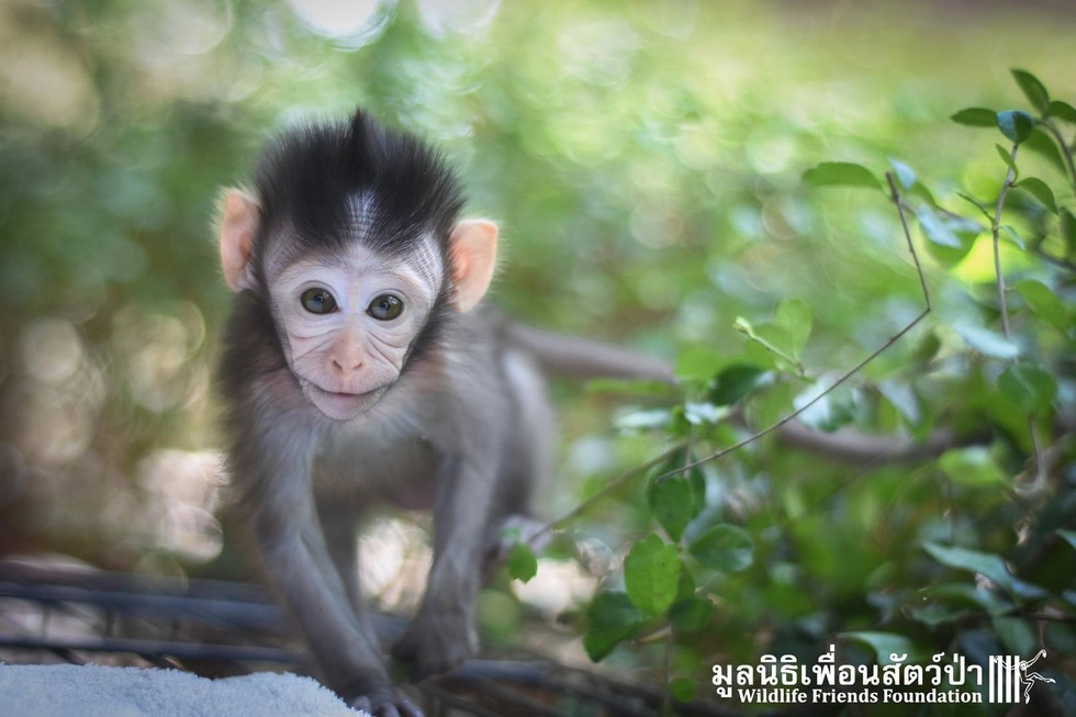 Baby Monkeys Who Lost Their Moms Take Comfort In Each Other