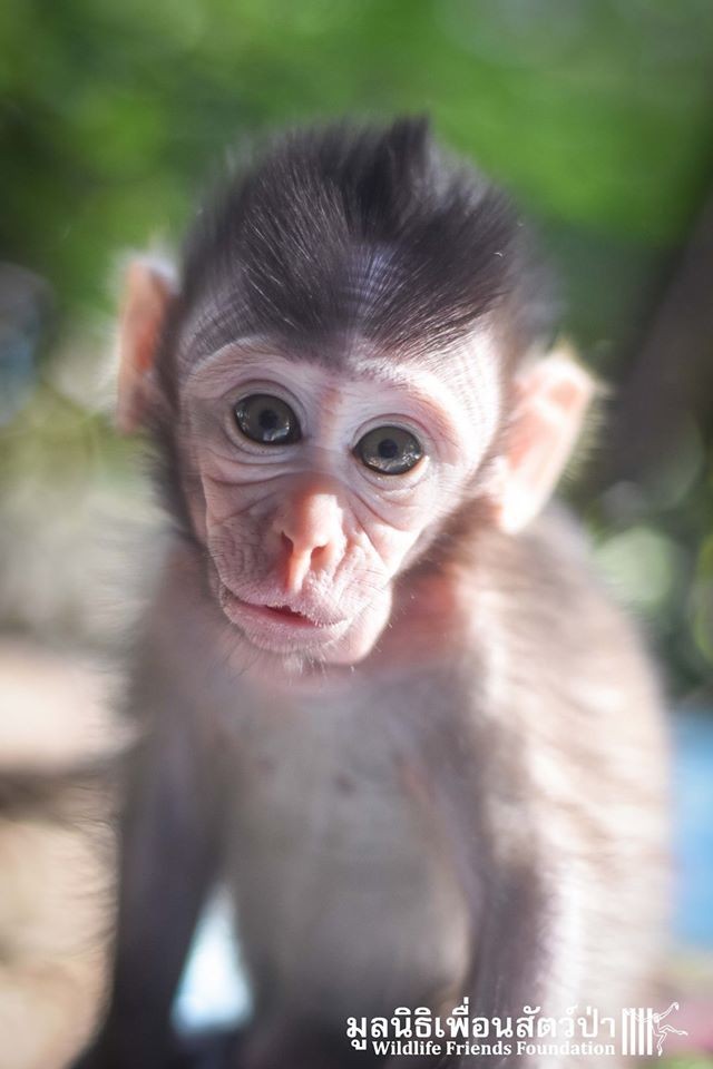 Baby Monkeys Who Lost Their Moms Take Comfort In Each Other