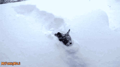 12 Dogs Who Really Didn't Expect The Snow To Be This Deep