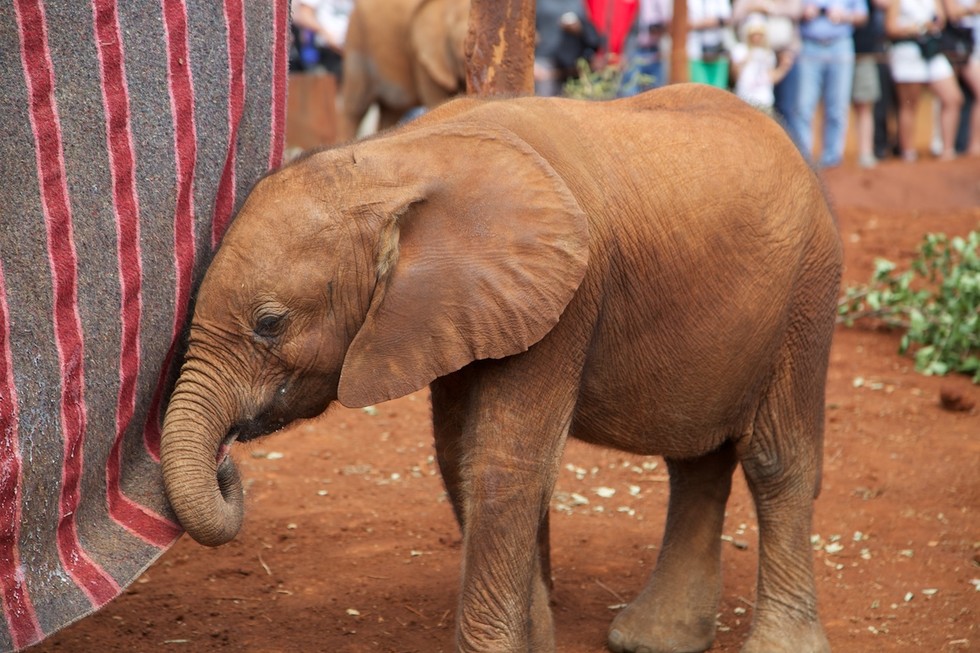 10 Photos Of Orphaned Elephants That Will Make You Care About Wildlife ...