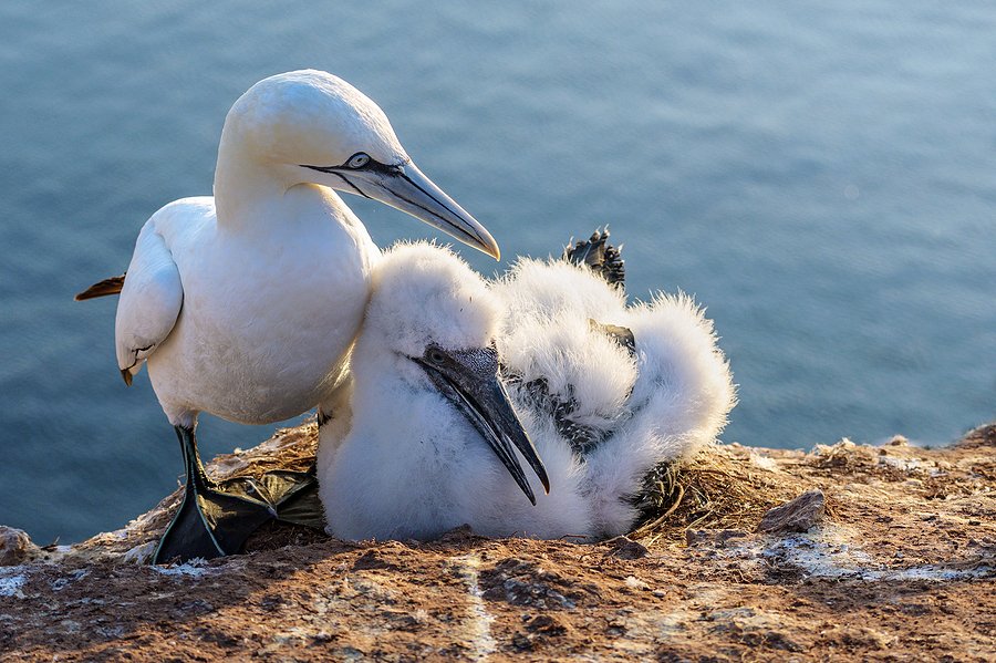 Seabird chicks suffer organ failure from eating plastic, study finds - EHN