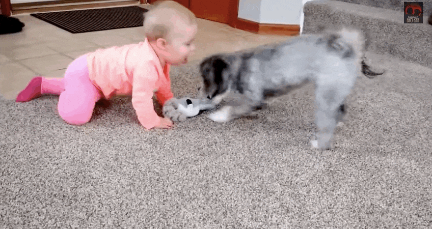 Baby And Puppy Fight Over Squeaky Toy Weasel