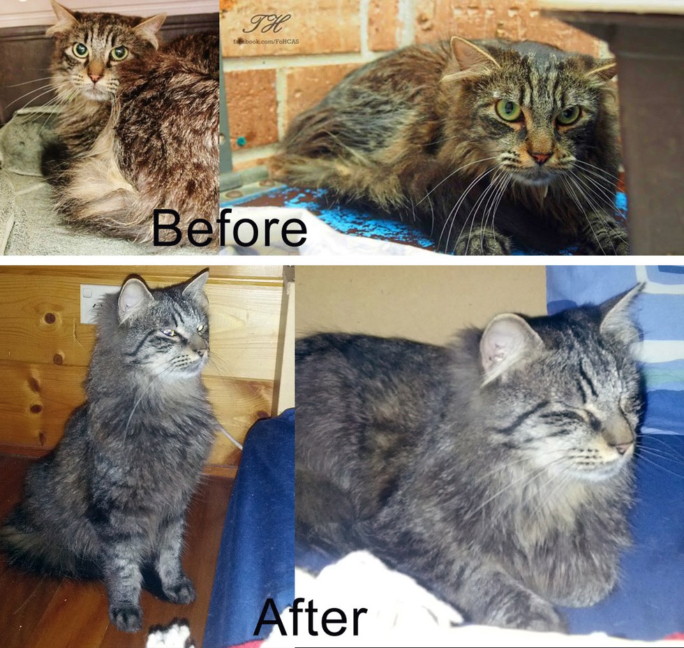 29 Before And After Photos Show What Love Does To Cats