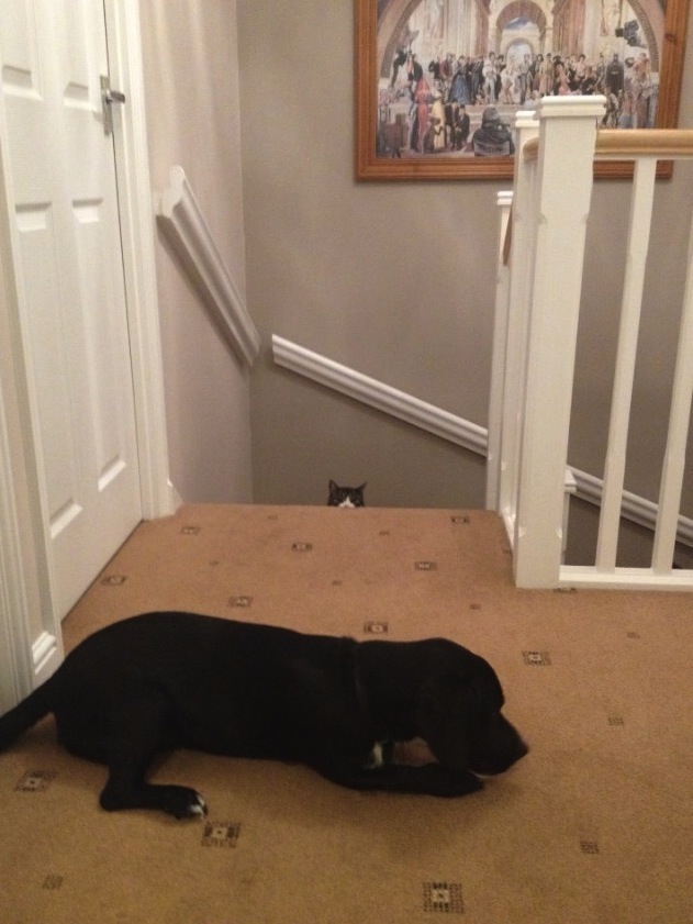 11 Cats Who Are Probably Plotting Against You 11 Cats Who Are Probably Plotting Against You