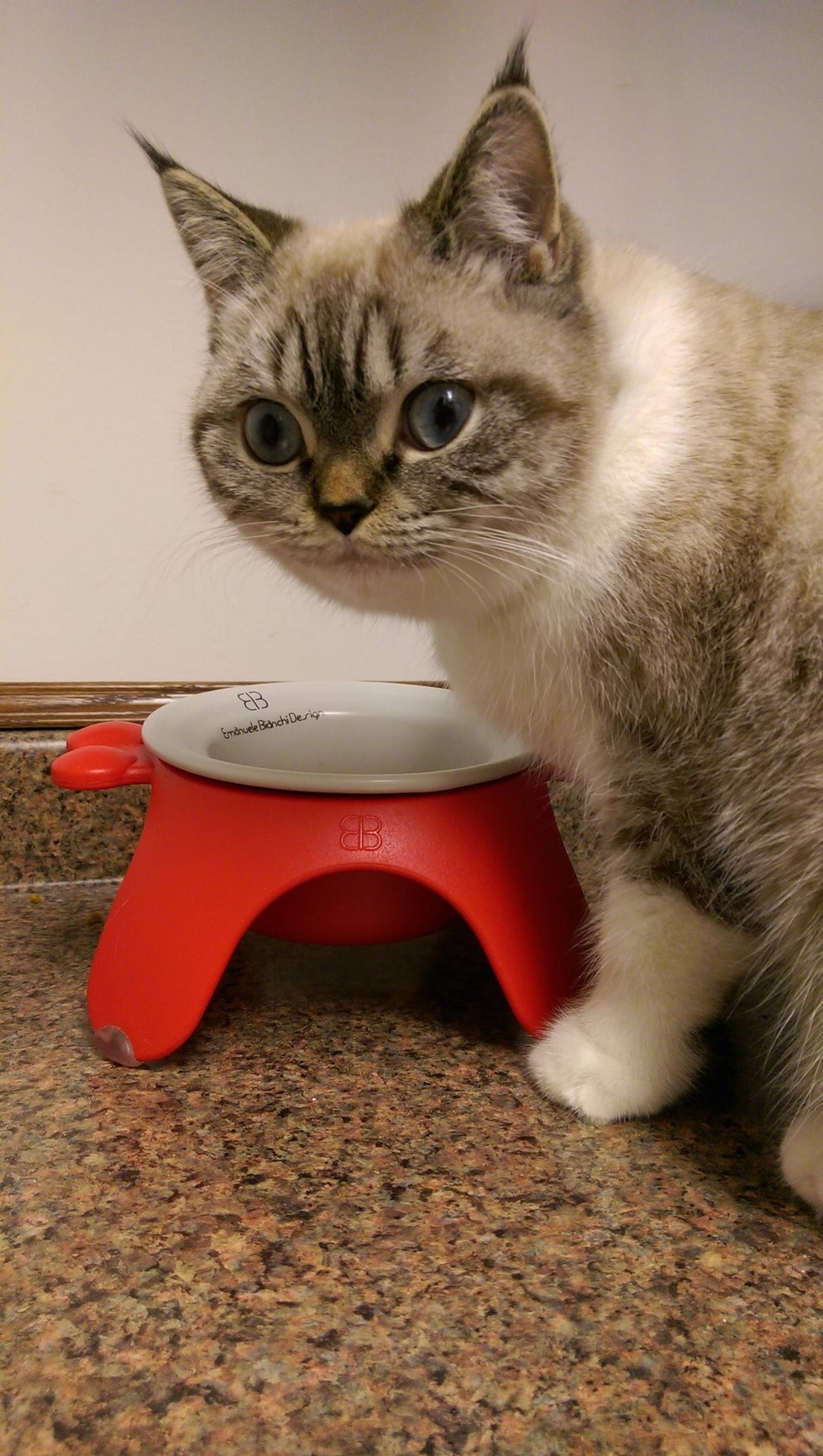 11 Cats Who Are Probably Plotting Against You 11 Cats Who Are Probably Plotting Against You