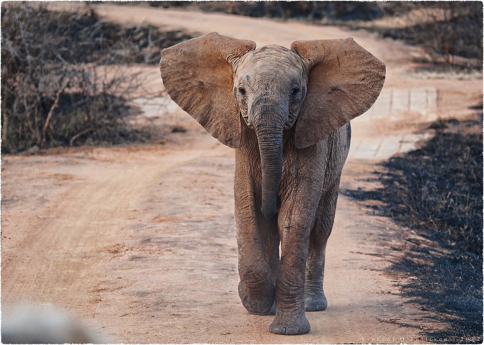 23 Glorious Pictures Of Elephants Running Free