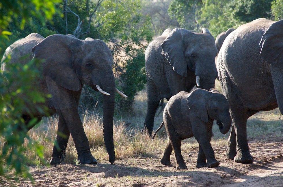 23 Glorious Pictures Of Elephants Running Free