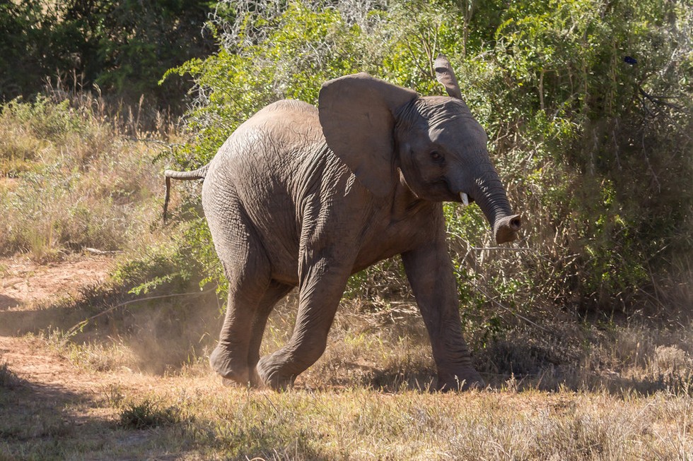 23 Glorious Pictures Of Elephants Running Free