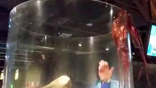 Octopus Attempts To Escape Tank, Is Rebuffed Tentacle By Tentacle