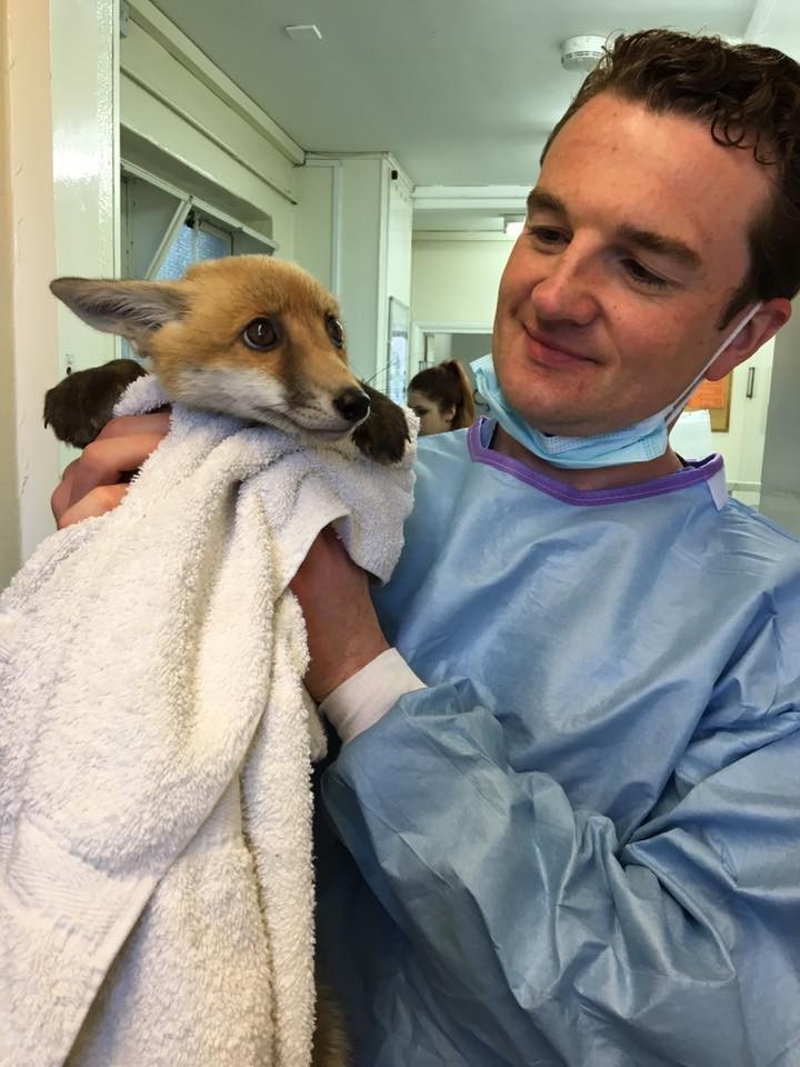 Little Injured Fox Drags His Legs To Man Who Can Help Him
