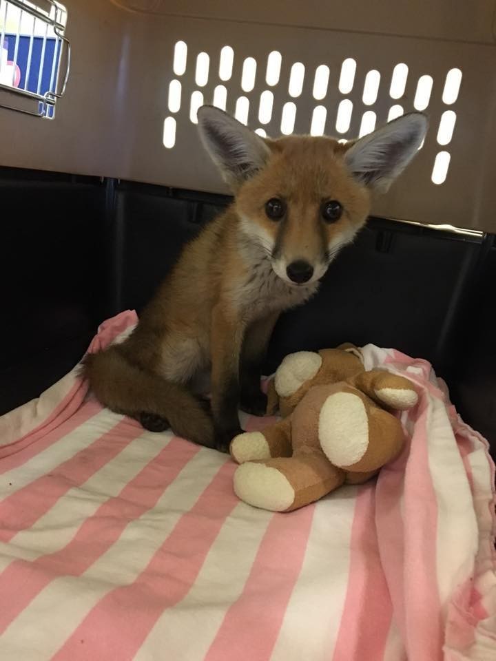 Little Injured Fox Drags His Legs To Man Who Can Help Him