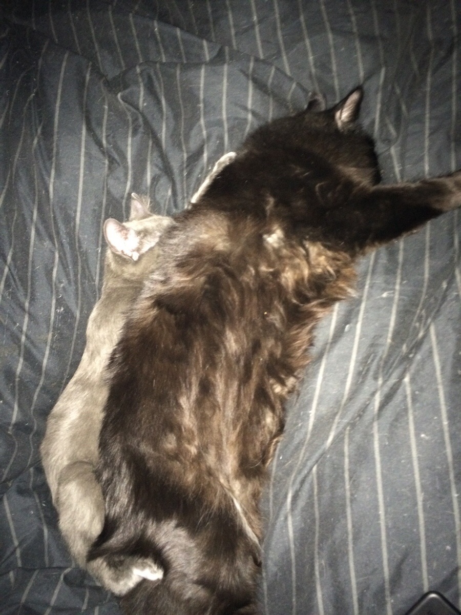 29 Little Cats Who Prefer To Be The Big Spoon