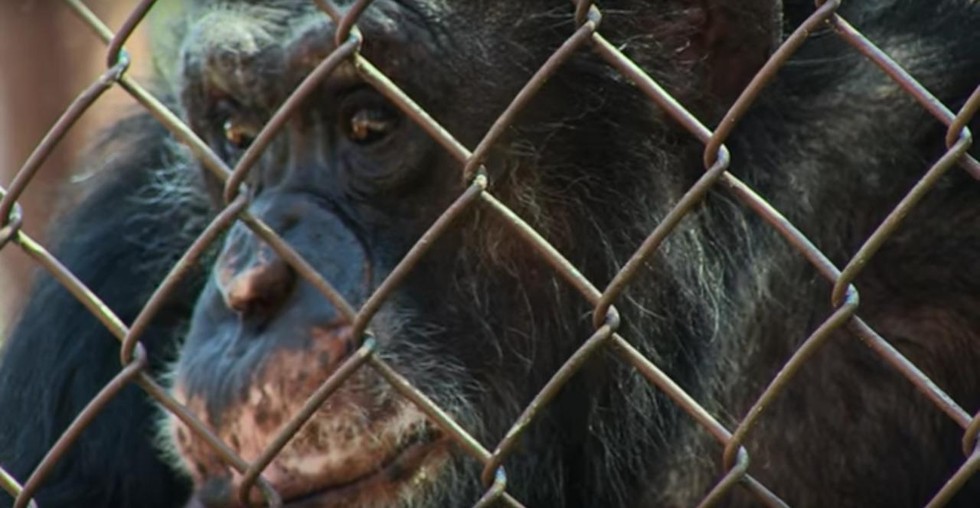 Unlocking The Cage Documentary Wants To Free Captive Chimps