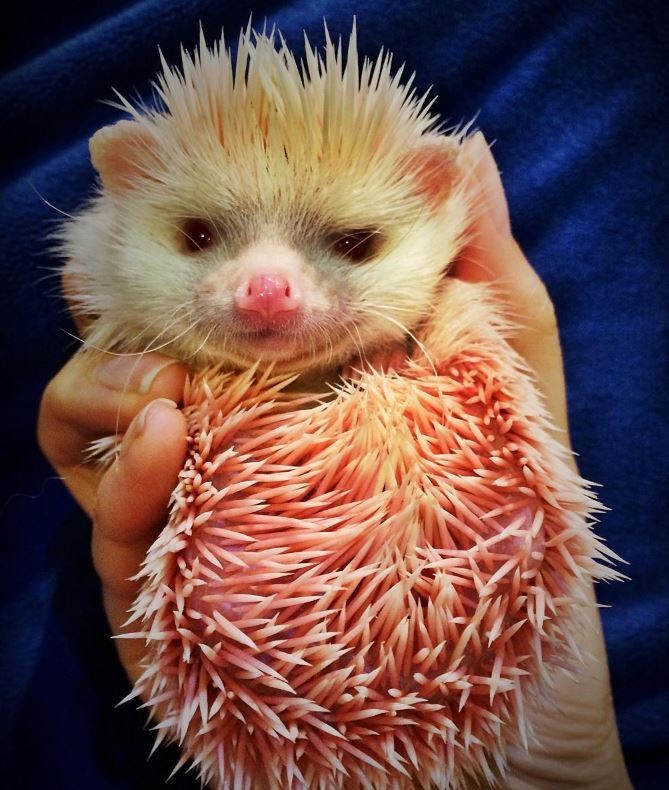 Hedgehog Dyed Pink For Fun Loves His New Dog Siblings