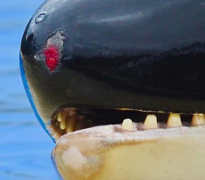 SeaWorld Orca Beaches Herself AGAIN In New Video