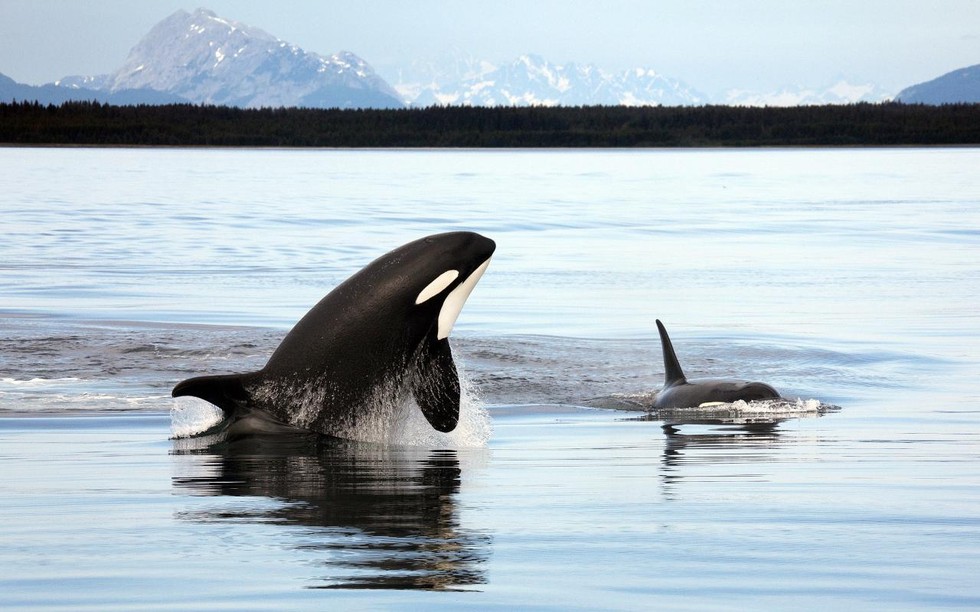 5 Things That Will Change The Way You Look At Orcas