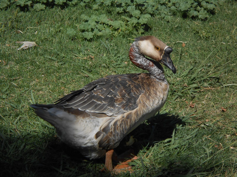 Goose Whose Neck Was 'De-Gloved' Makes Astounding Recovery