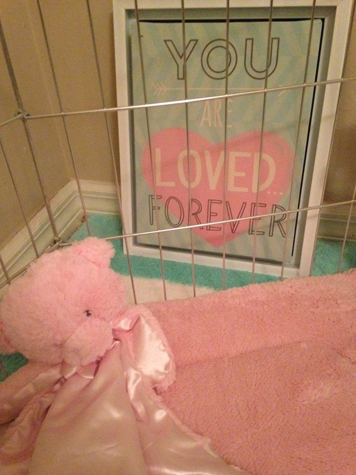 Rabbit Abused In Viral Video Is Now Showered With Gifts