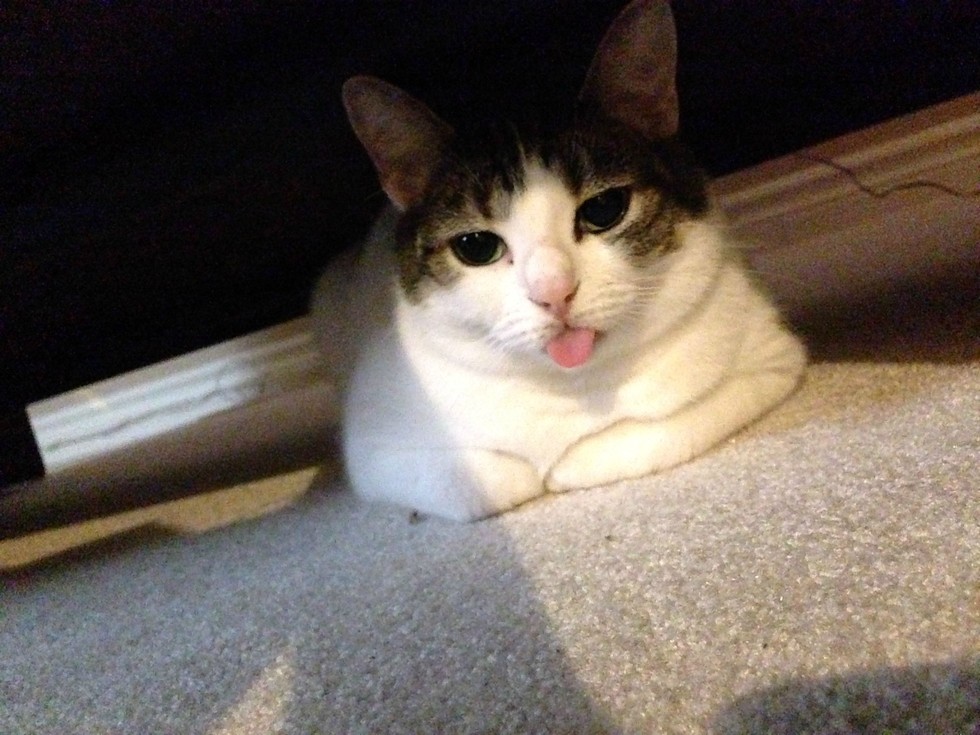 20 Cheeky Cats Who Are Sticking Their Tongues Out At You