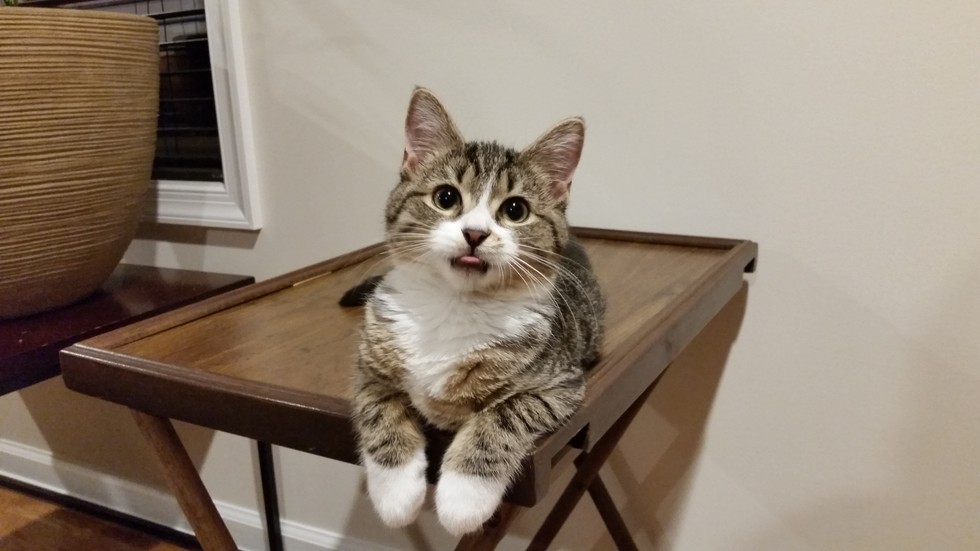 20 Cheeky Cats Who Are Sticking Their Tongues Out At You