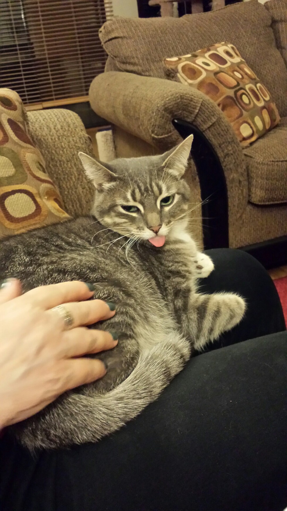 20 Cheeky Cats Who Are Sticking Their Tongues Out At You
