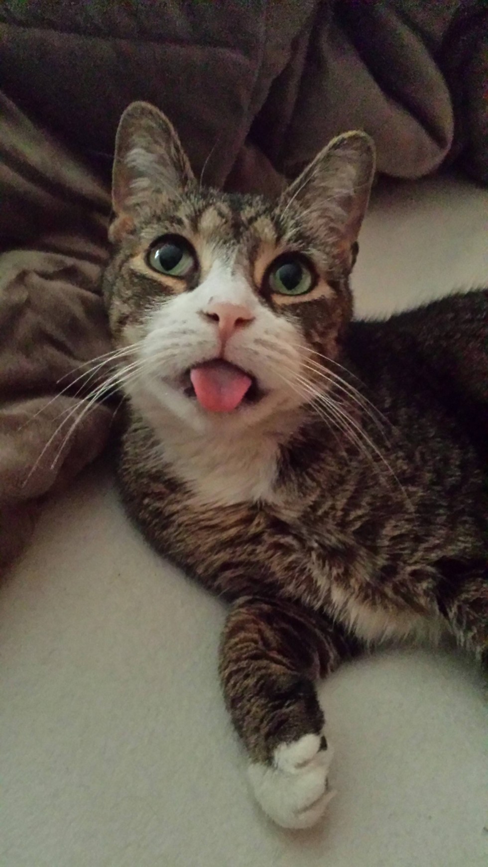20 Cheeky Cats Who Are Sticking Their Tongues Out At You