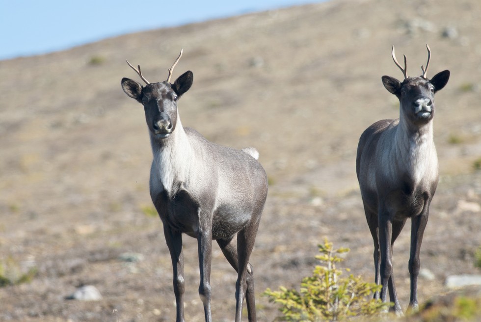 Caribou Are All The Proof We Need To Not Drill The Arctic