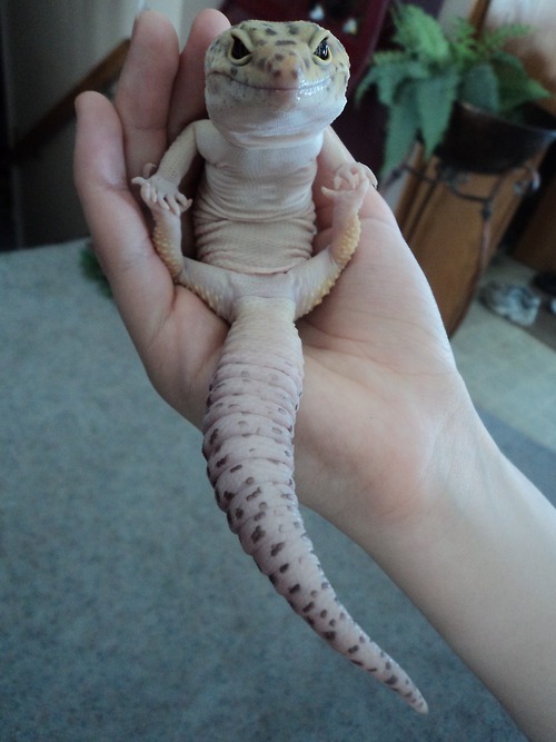 18 Lizards You Can't Believe Are Even Real
